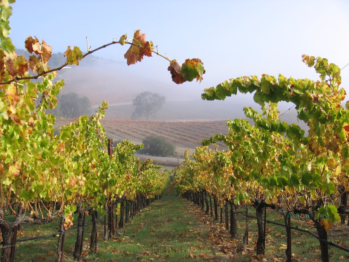 Vermentino, A Star In and Out of Italy